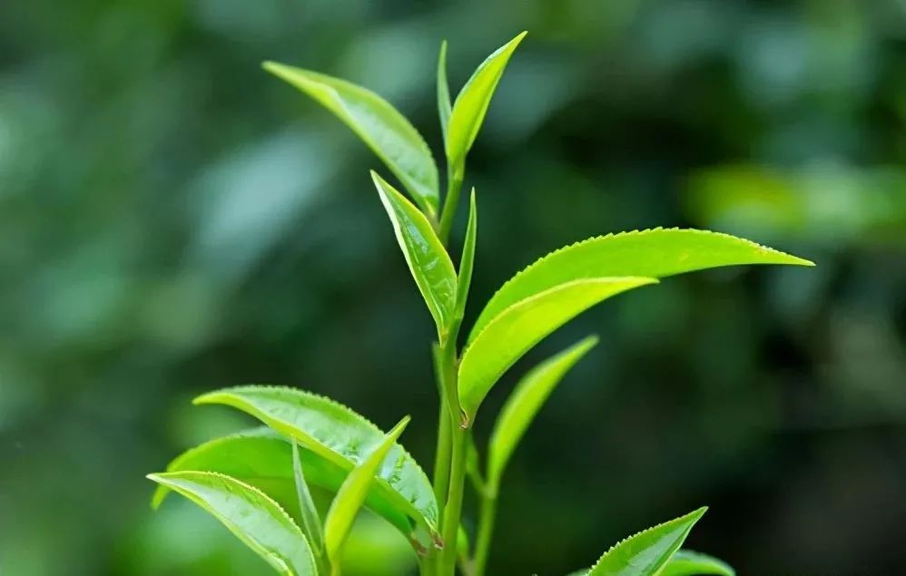 The Model of Yiwu Tribute Tea - Ma Hei - iNEWS