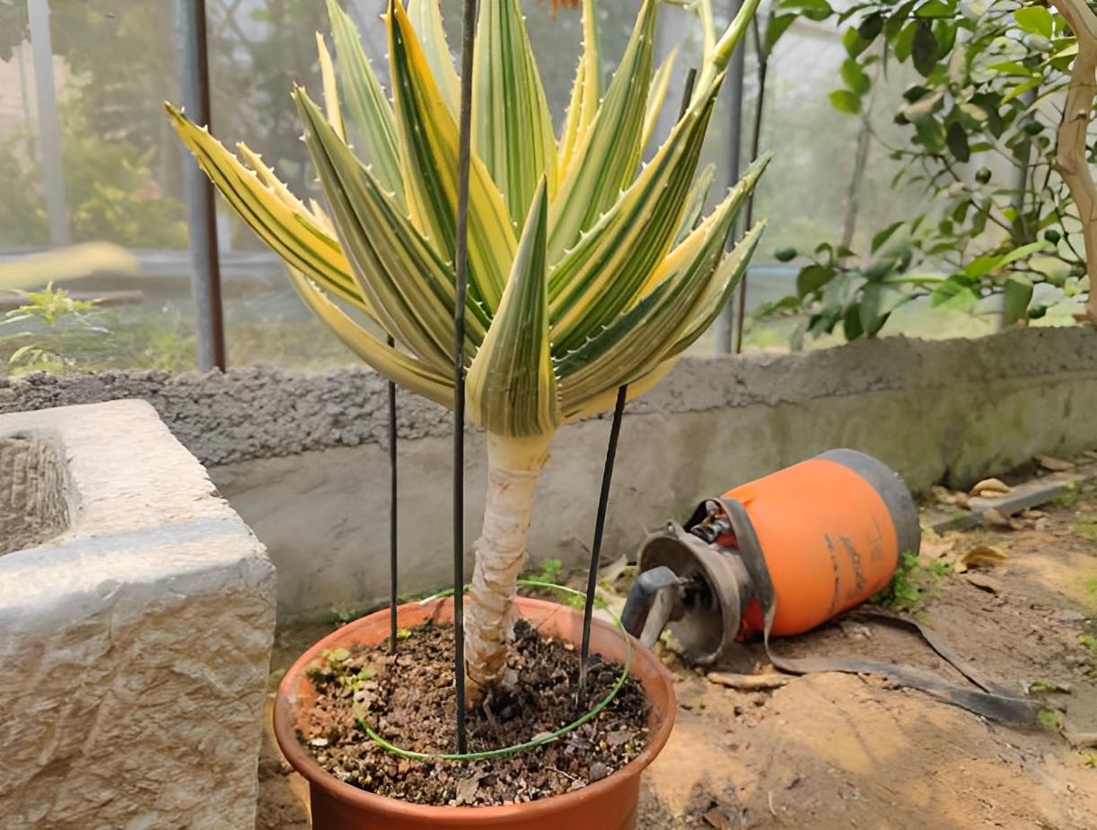 3 kinds of flowers grow into "trees", which can live for 20 years - iNEWS