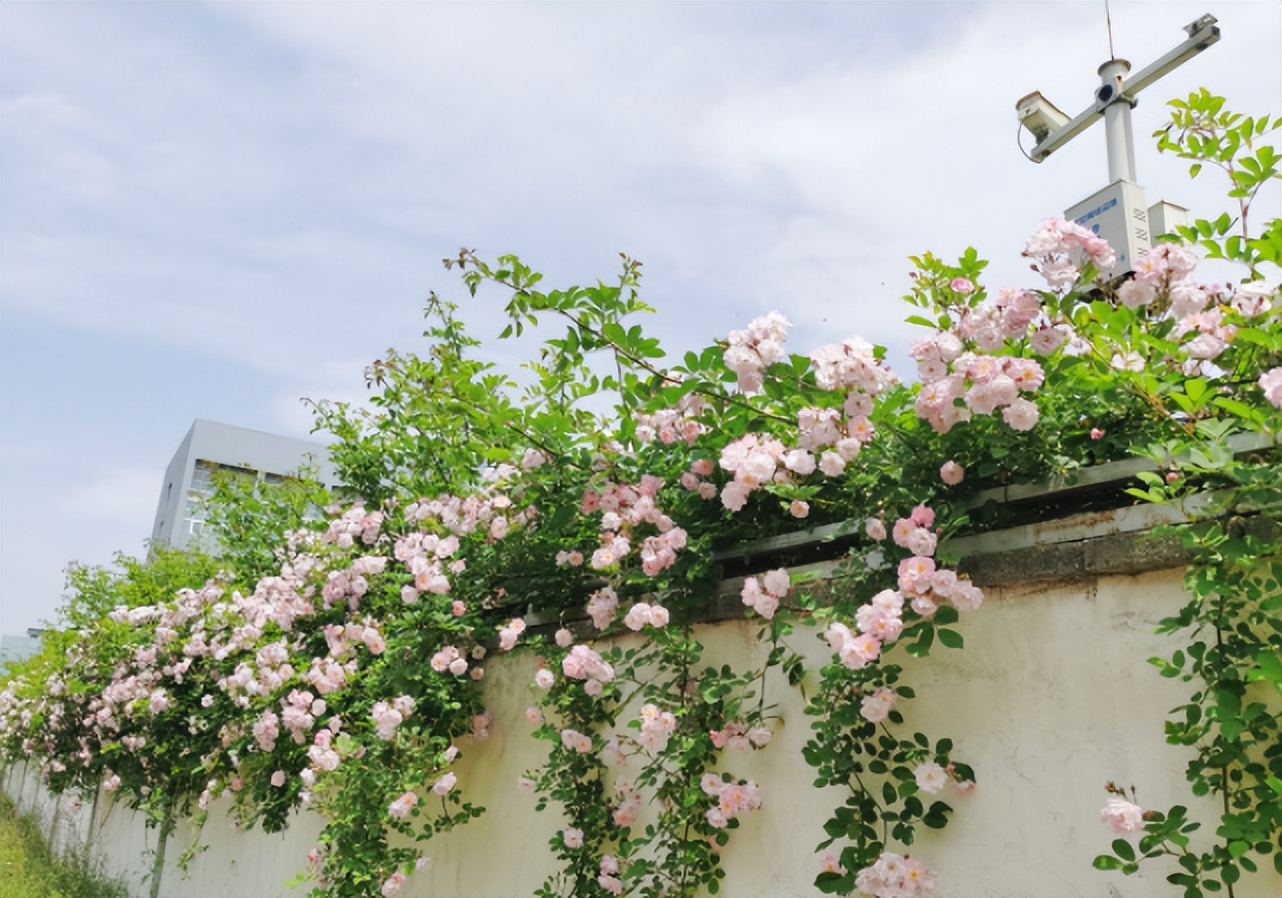 Rose is a "medicine jar", please avoid these "pits" for beginners ...