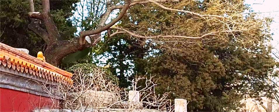 Crooked neck tree under Jingshan Mountain - iMedia