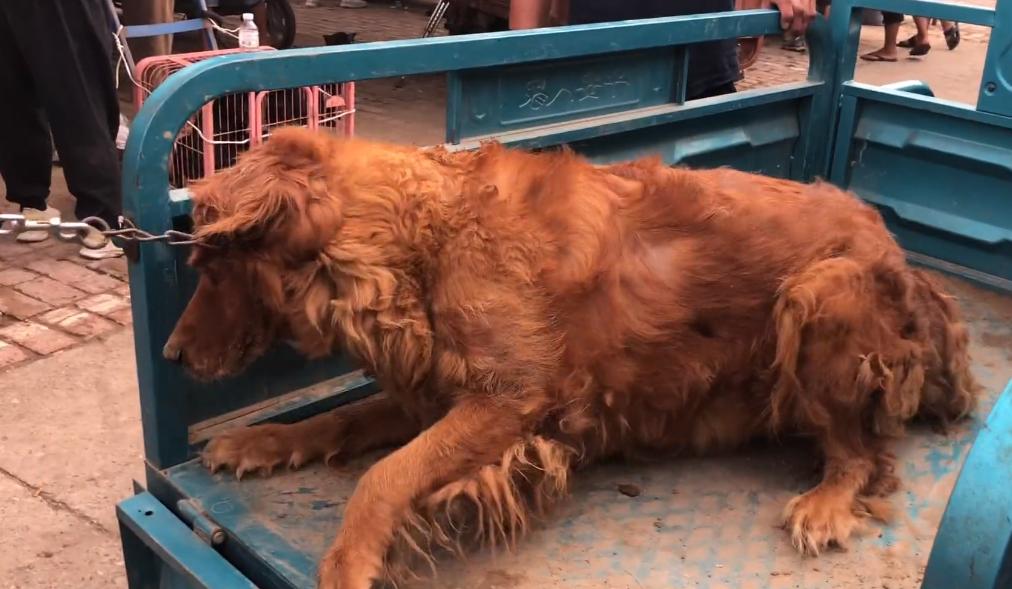 The golden retriever was reluctant in every possible way, but the ...