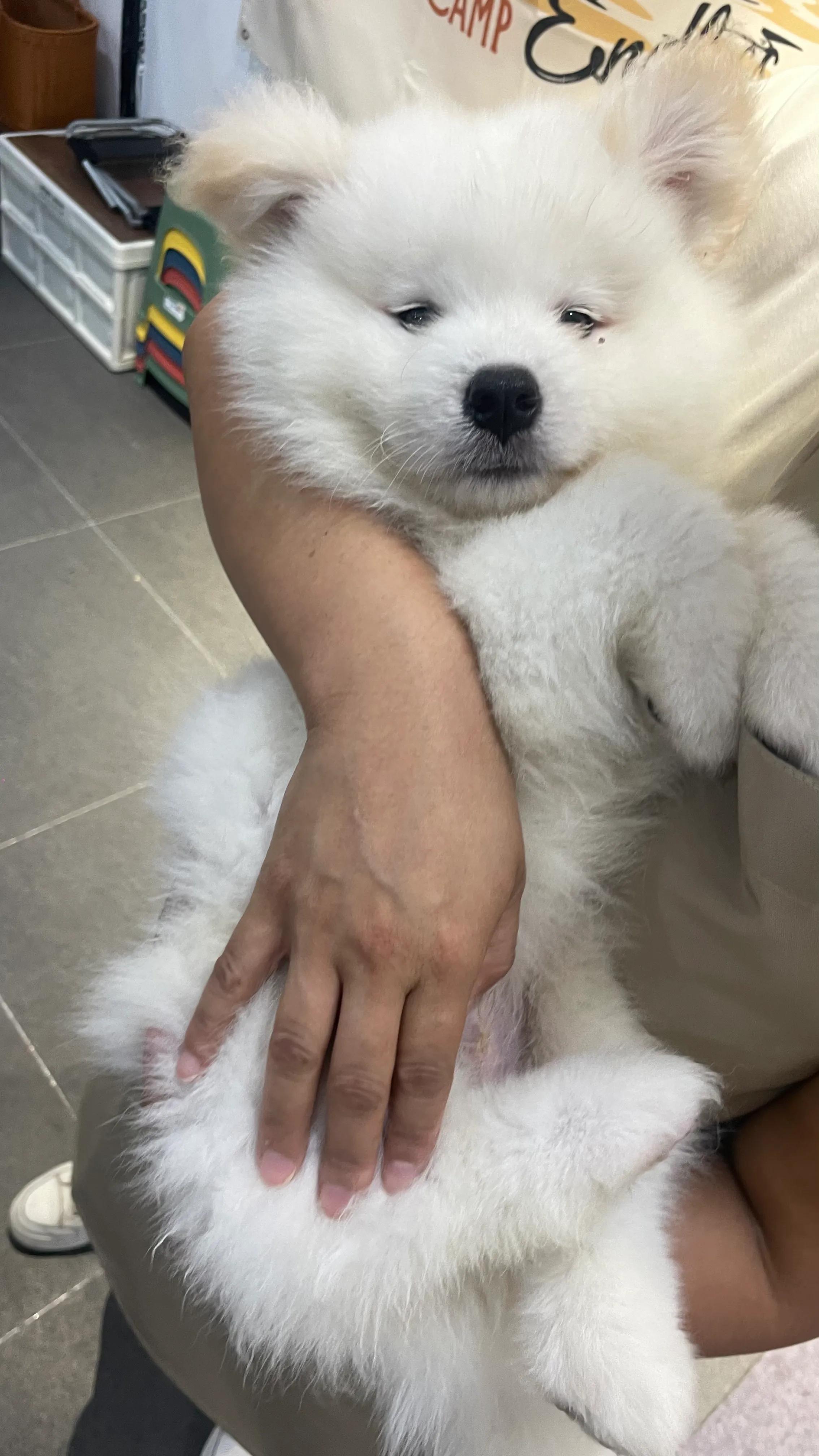 love samoyed - iNEWS