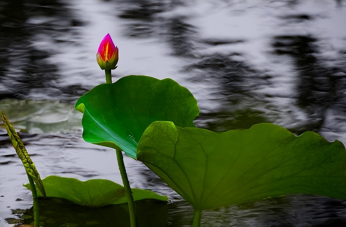 The Story of the Five Hundred Arhats: The Venerable Inda Gained Wisdom ...