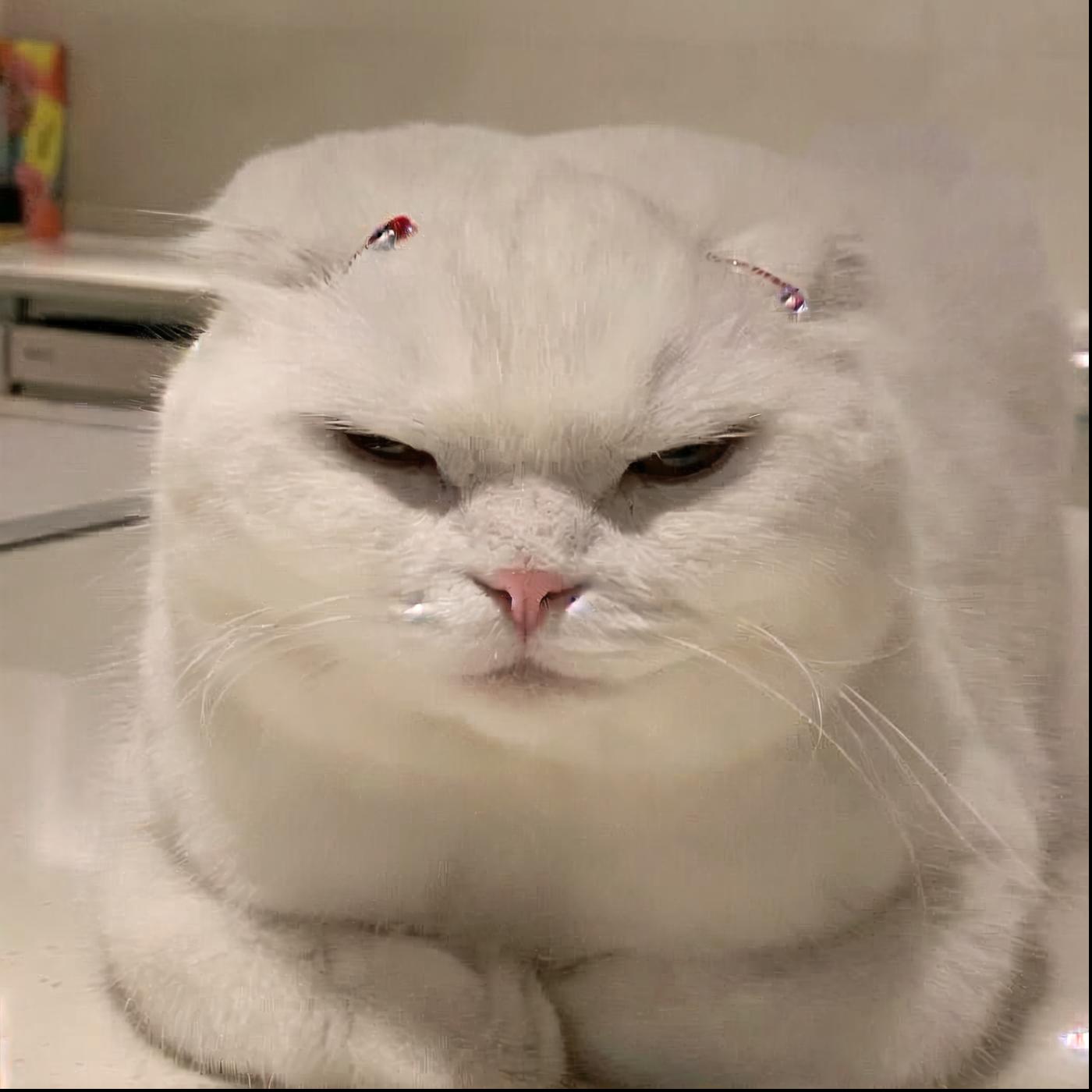 Cat research experts reveal: the last step in the cat's mysterious ...