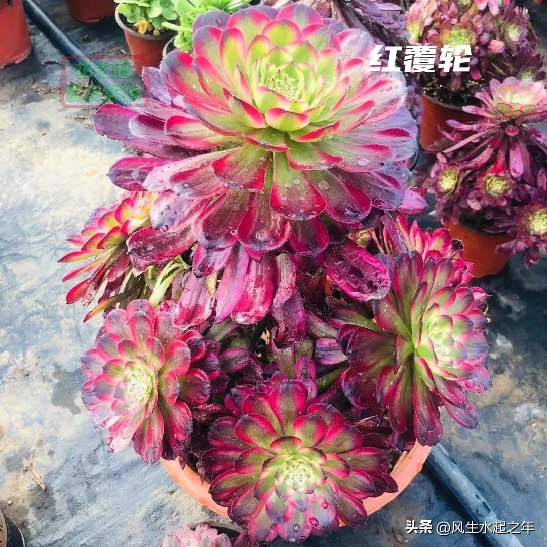 How to grow the old pile of succulent mage? What breeds of mages have ...