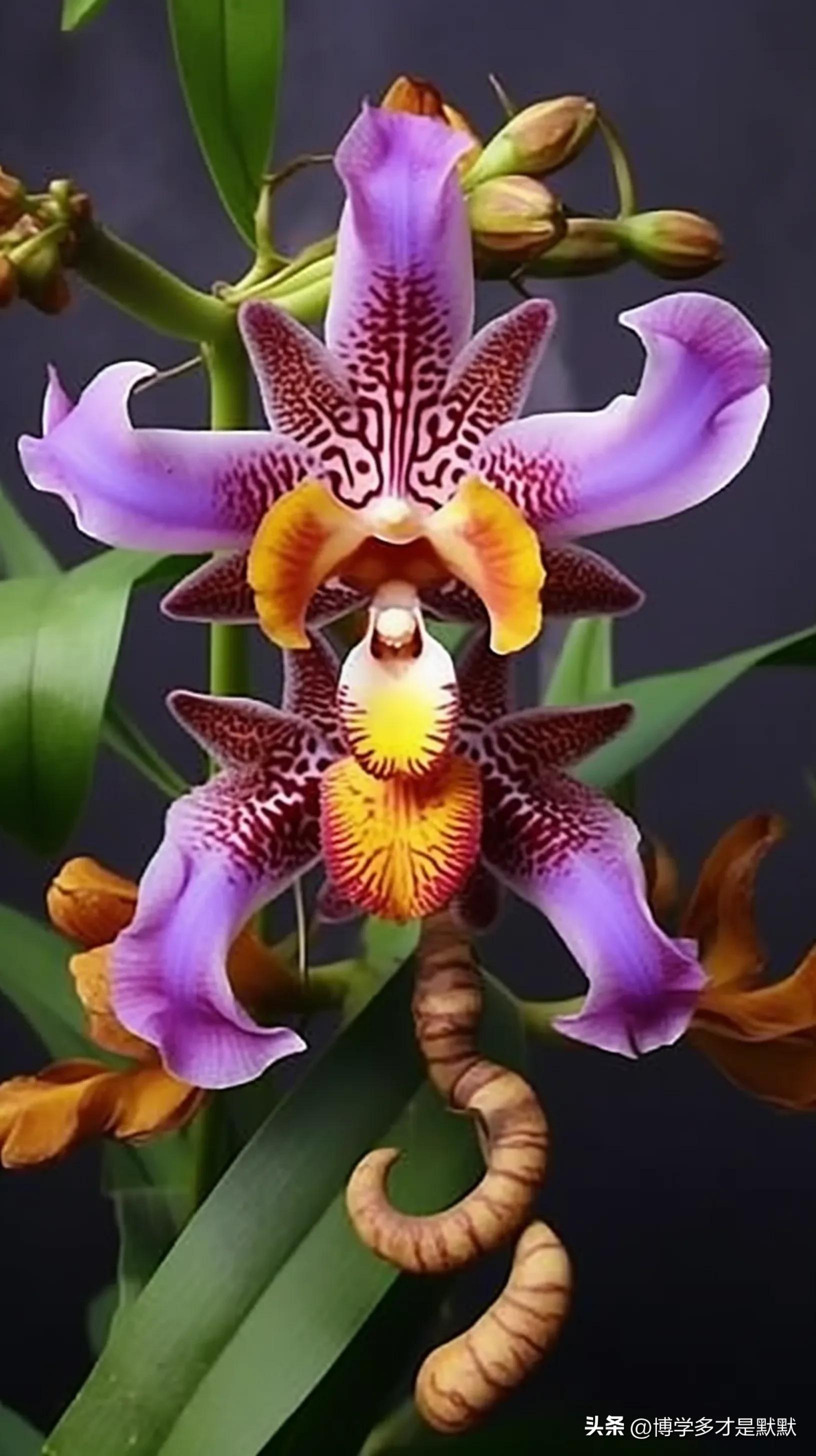 Spotted flower of exotic flowers and plants - iMedia