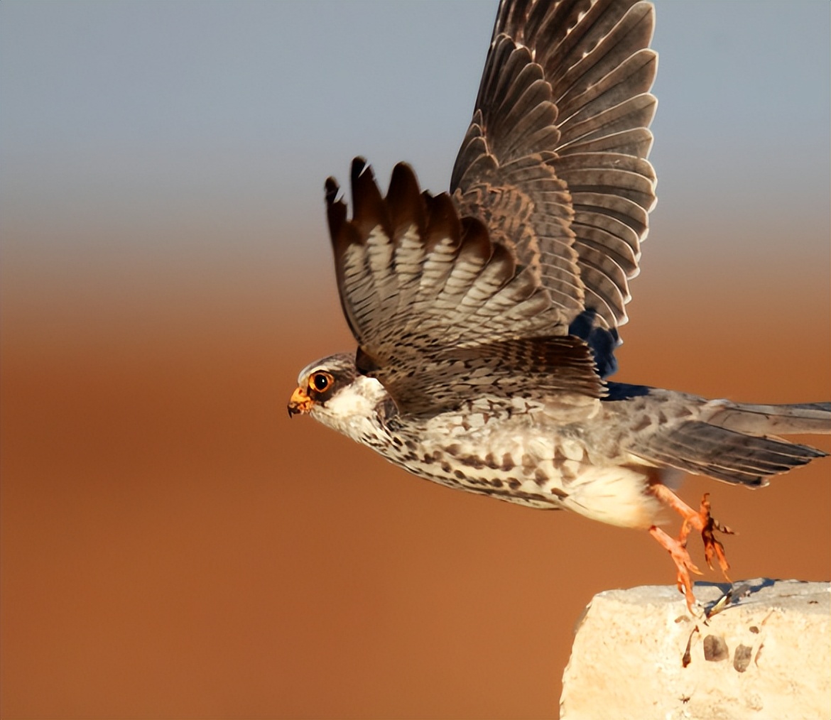 Yellow-clawed Falcon: Sky Strike, Precious Falcon - iMedia
