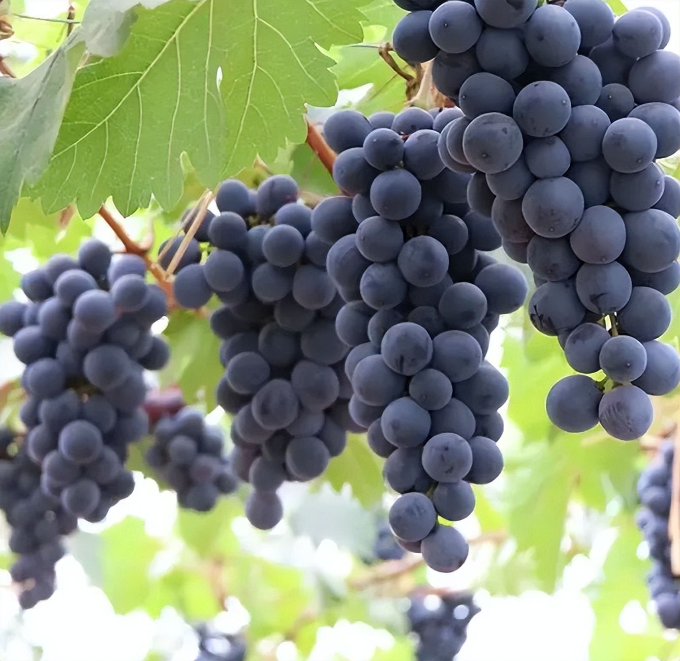 4 kinds of "lucky trees", enter the house to keep peace, raise ...