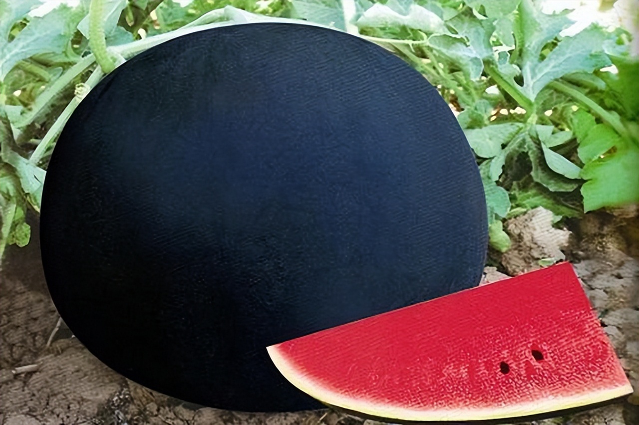 Do you remember "Black Beauty"?Why did the once-popular black-skinned ...