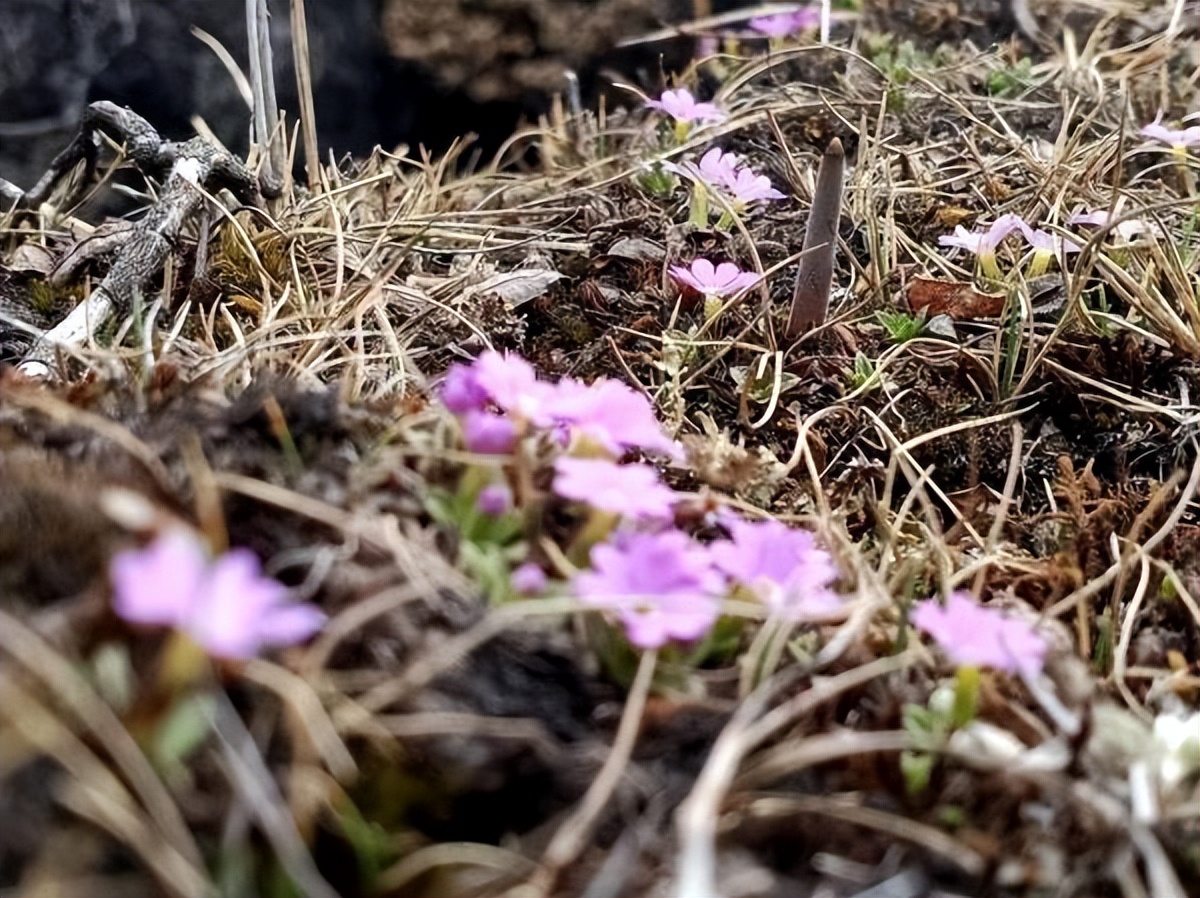 Long experience!Cordyceps came to grow like this - iNEWS