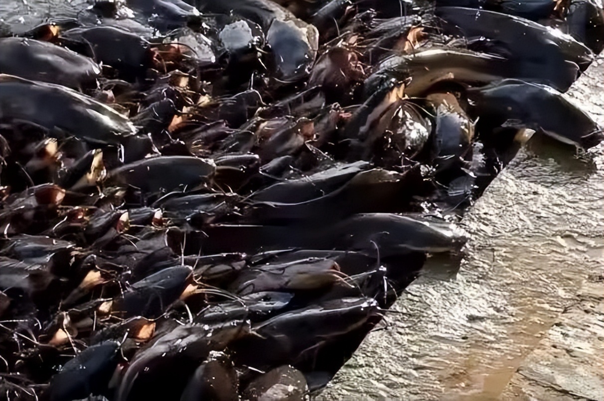 The Ganges man-eating catfish is extremely cruel, but why is it ...