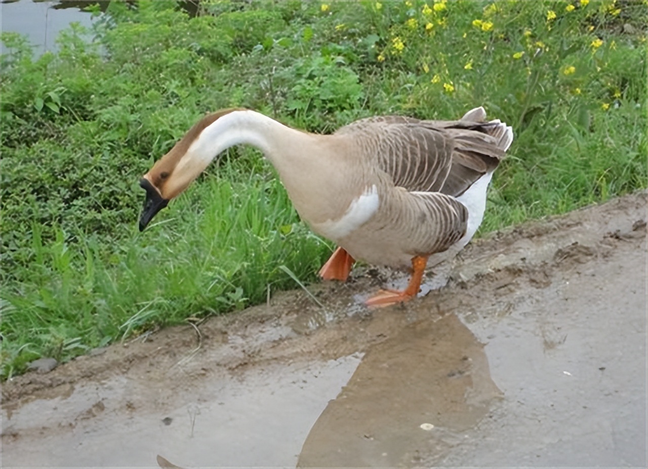 Have you ever been bullied by a goose?How strong is the goose's ...