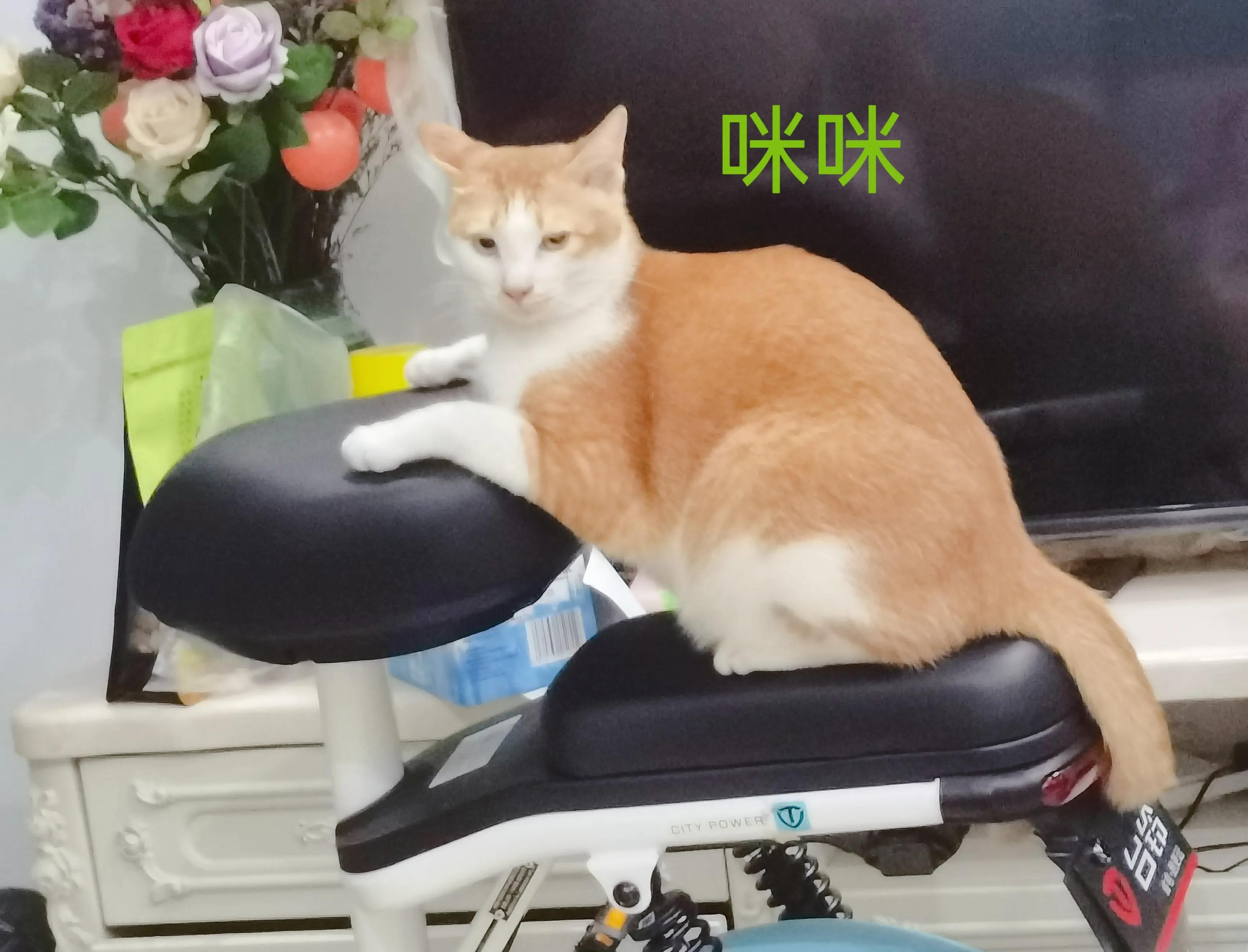 Miss you, my cat win win - iNEWS