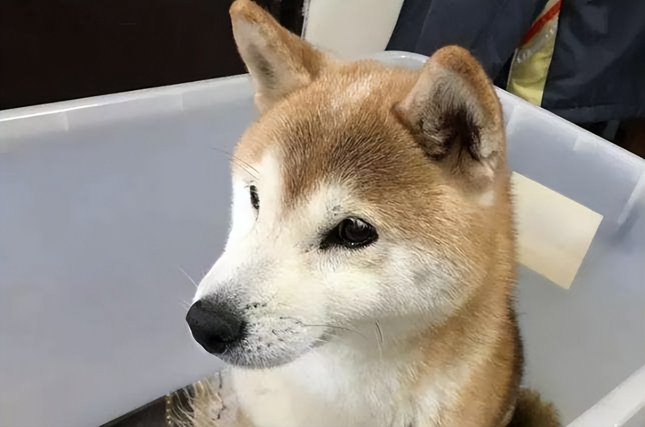 Before the "Old Shiba Inu" dies, there will be several "signs", just ...