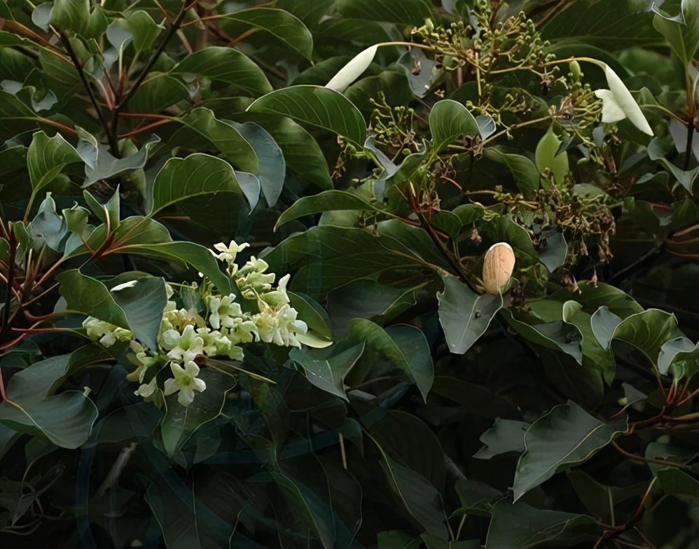 Beauty in the Forest-Fragrant Fruit Tree - iNEWS