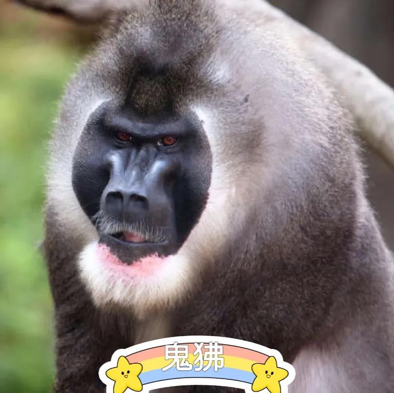 super big head monkey - iNEWS