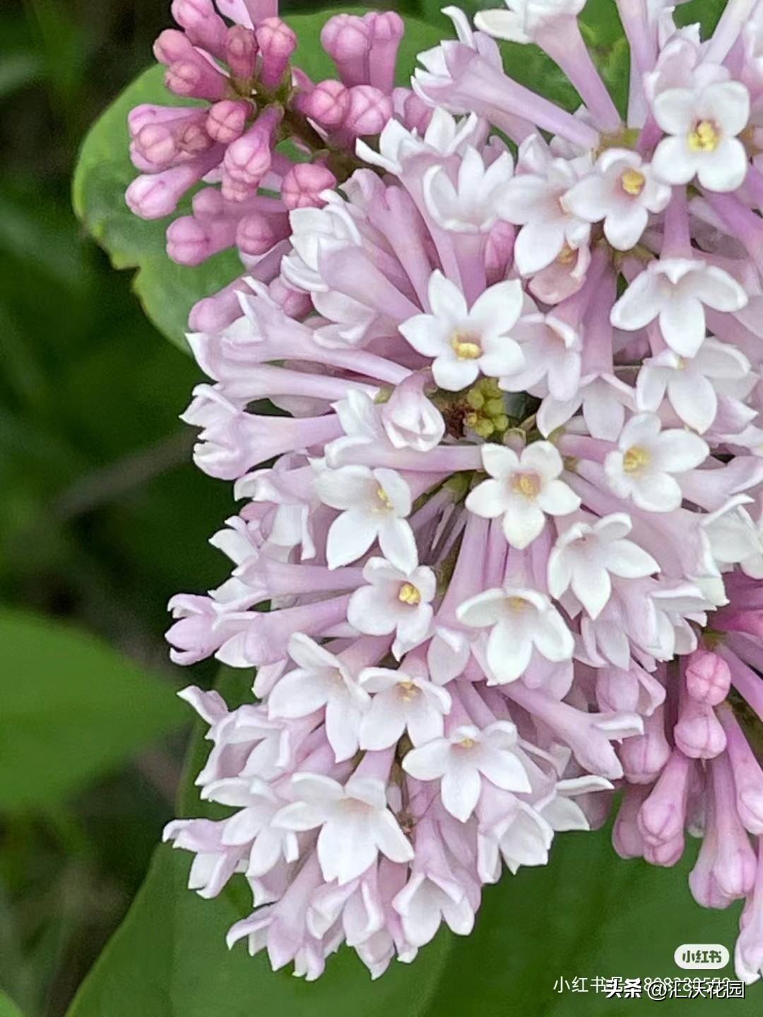 The fragrant lilac is actually a medicine for invigorating the stomach ...