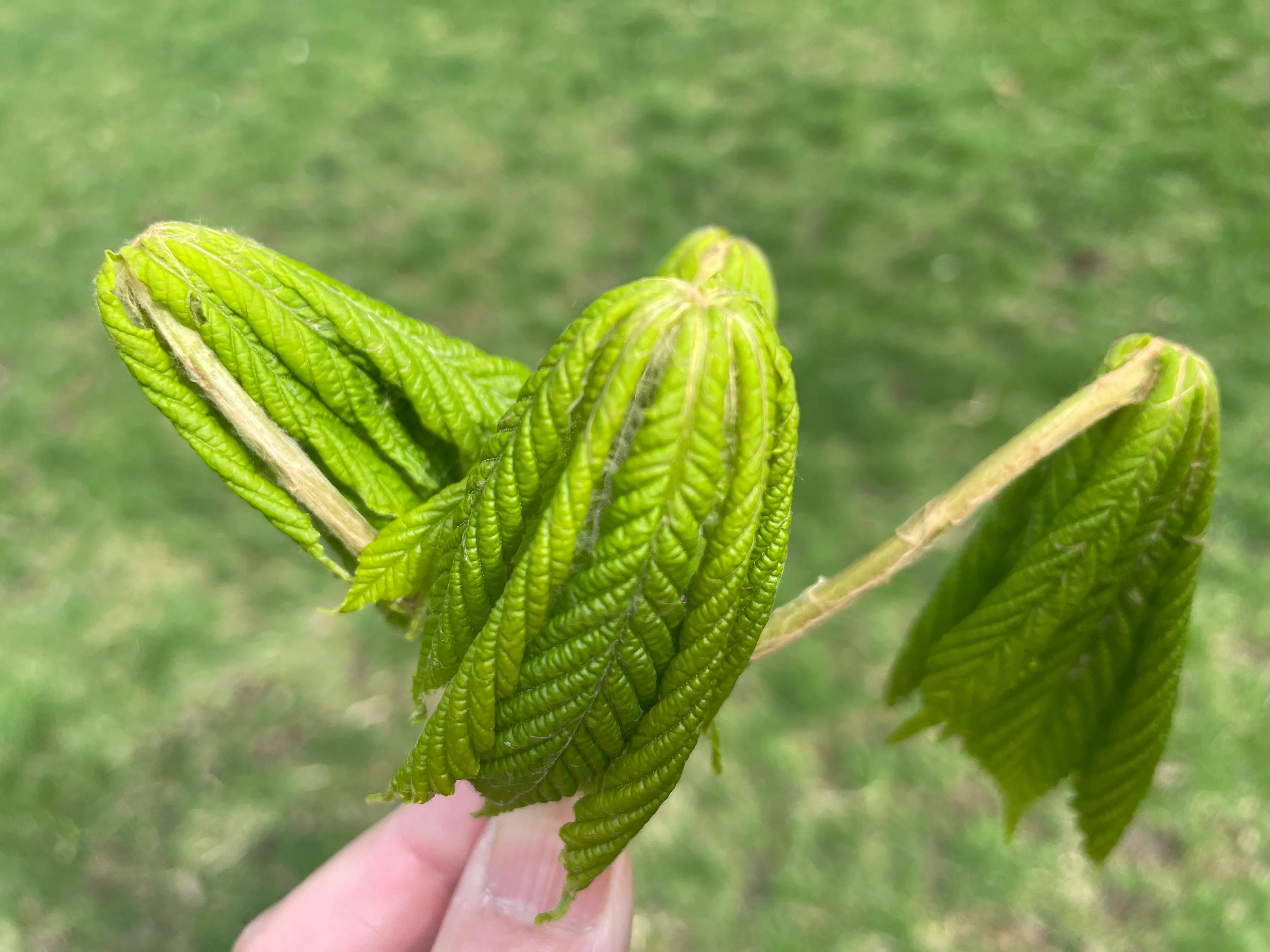 Horse Chestnut - I couldn't help but laugh when I saw its leaves for ...