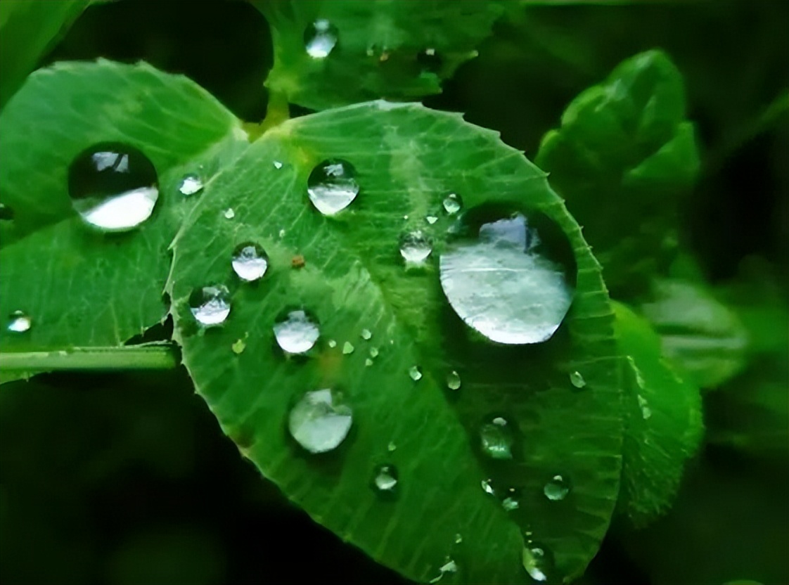 Rainwater, dew, well water...the ancients were particular about the ...