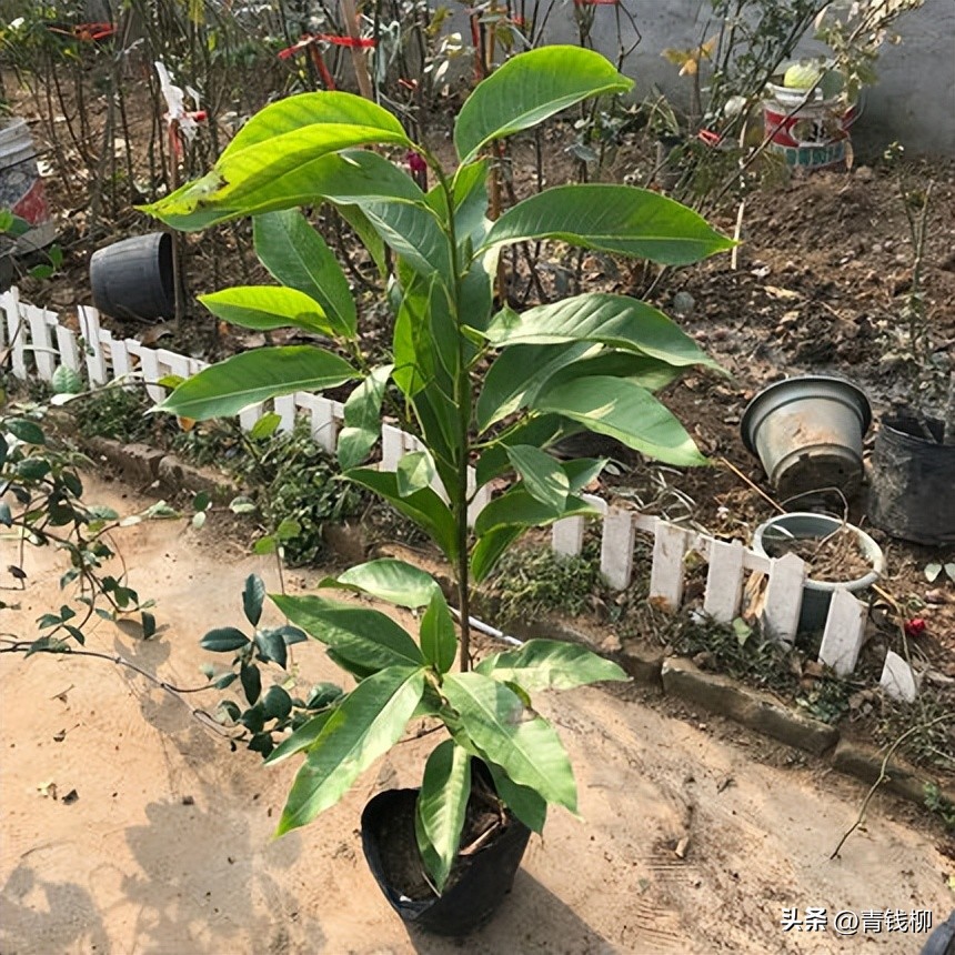 Biological Characteristics and Seedling Techniques of Magnolia - iNEWS