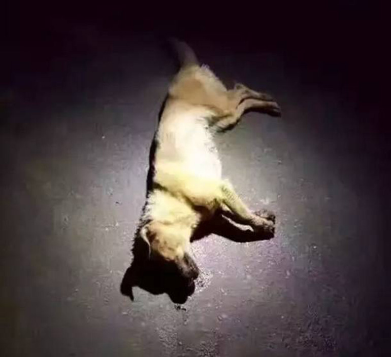 Why do dogs with rabies bite people, while bats carry the virus for a ...
