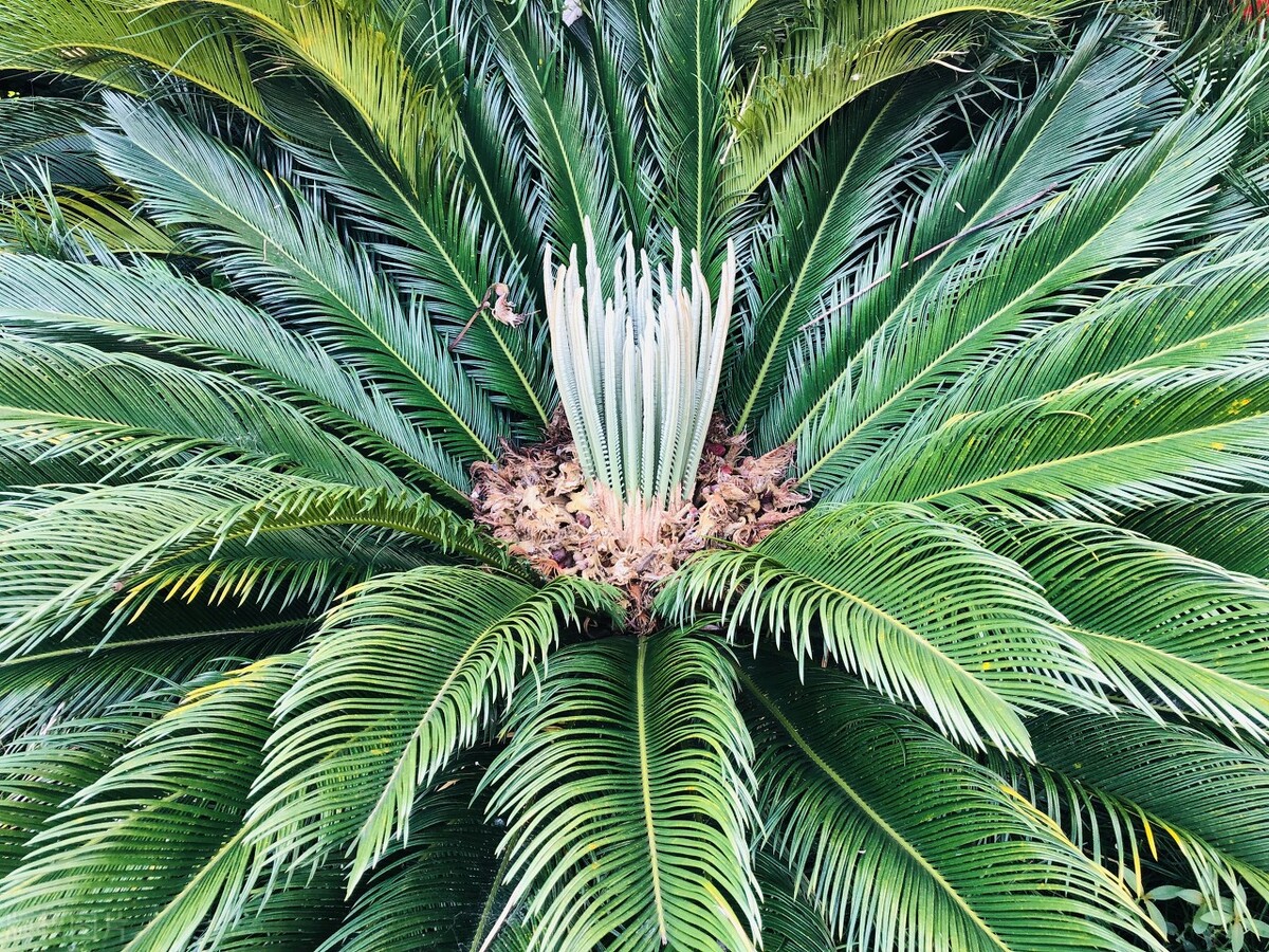 3 kinds of "longevity trees", no matter how poor you are, you should ...