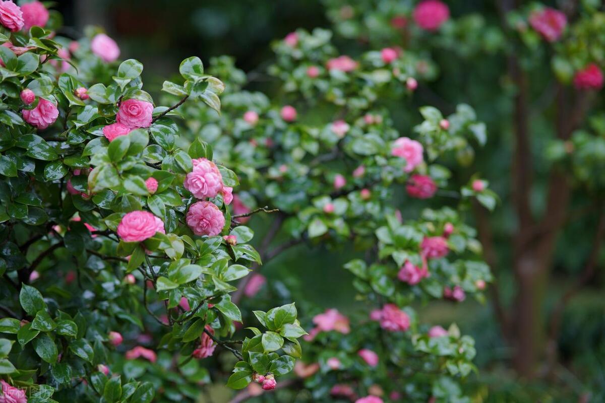 The trunk and leaves of the camellia tree at home are falling off, how ...