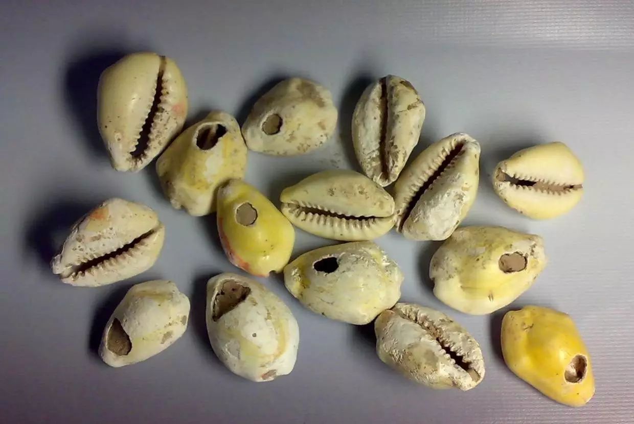 How did the ancient sea shells be imported into the inland areas of the ...