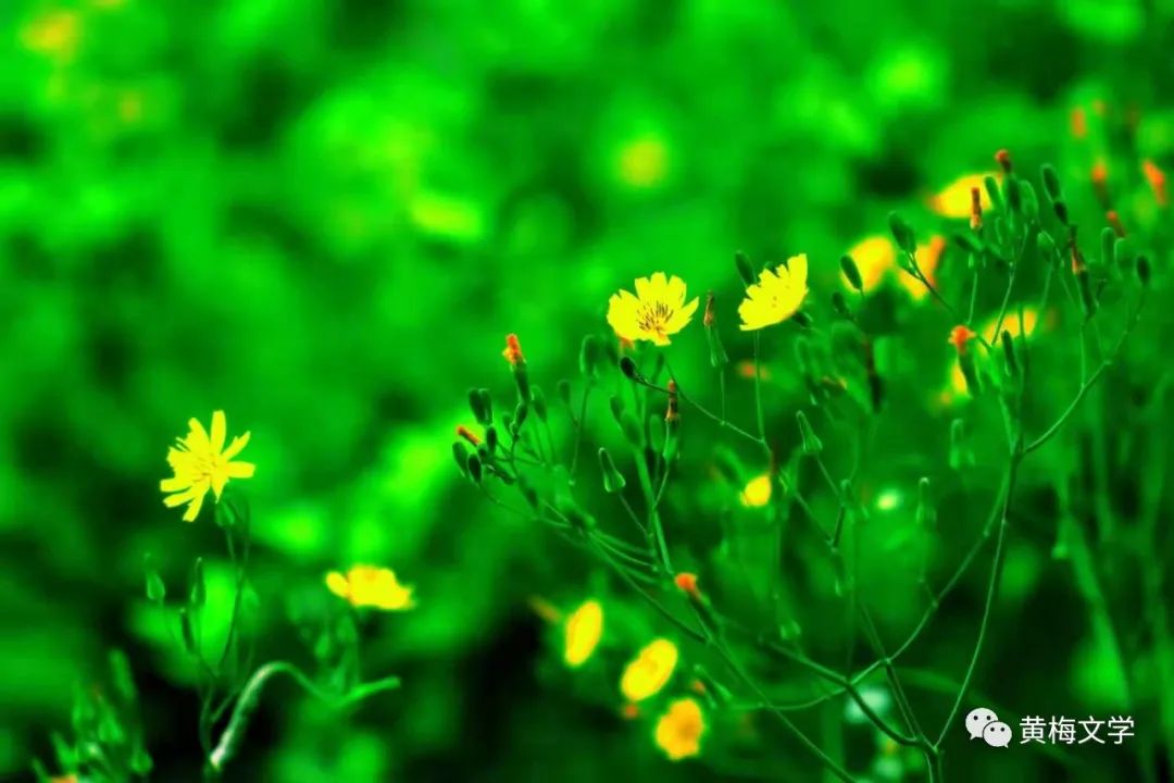 Prose: Home, Green Grass - iNEWS