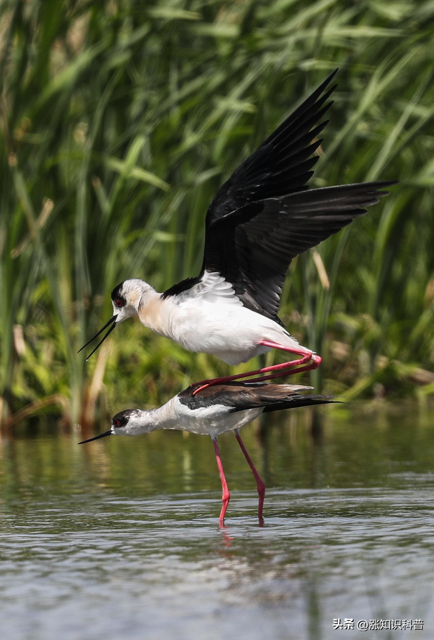Elegant and eye-catching "supermodel" in the bird world - black-winged ...
