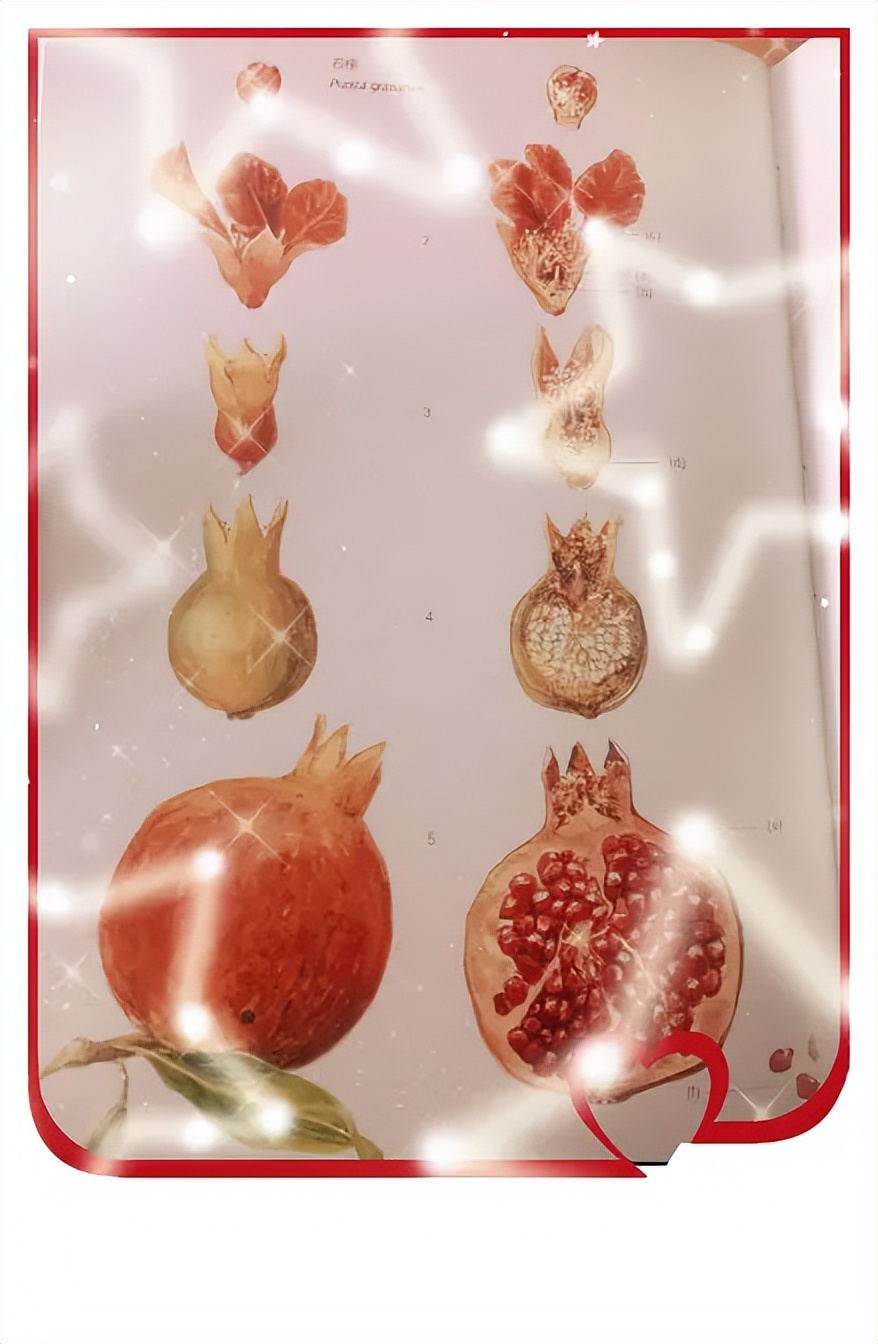 Miao: A Wonderful Seed World That Subverts Children's Cognition and ...