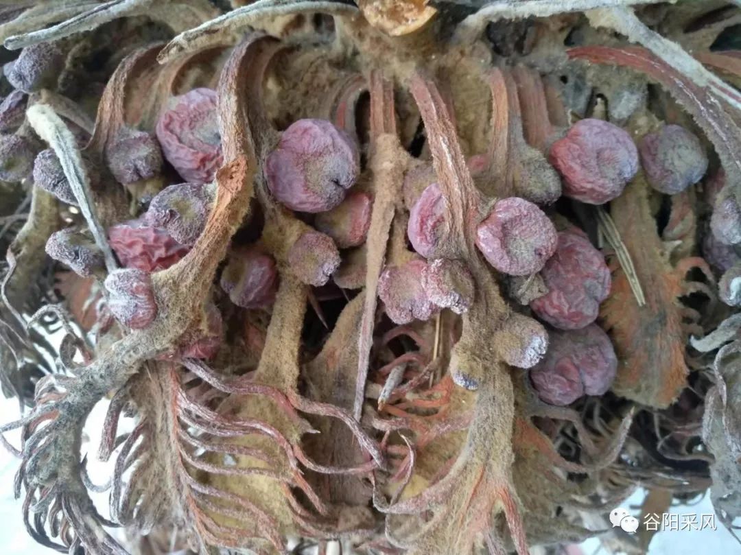 Celebrating the "July 1" Tieshu Blossoms (719 of Talking about Guzhen ...