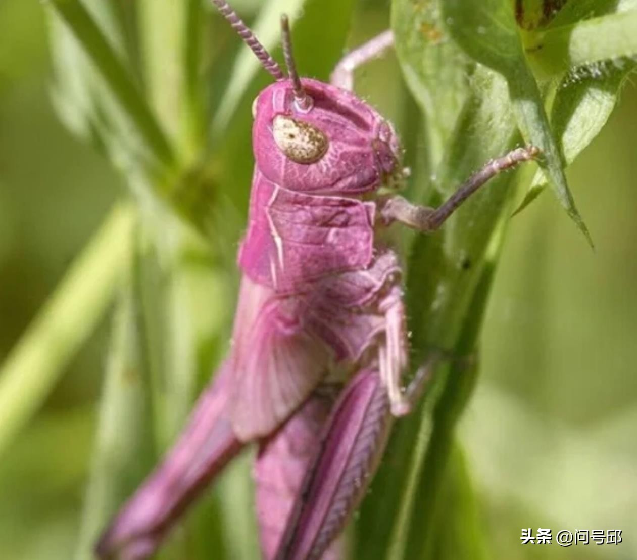 British amateur photographer discovers extremely rare pink locusts in ...