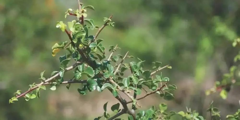 Explore the Myrrh Tree: A Fantastic Journey into the Plant World! - iNEWS