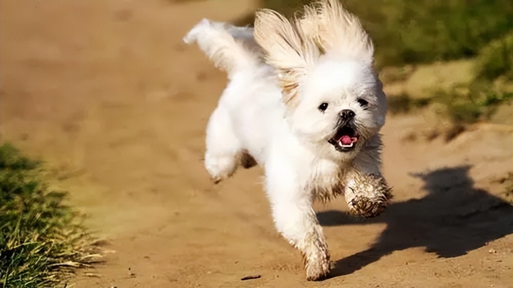 Does the dog suddenly run wild?There are these reasons why it runs wild ...