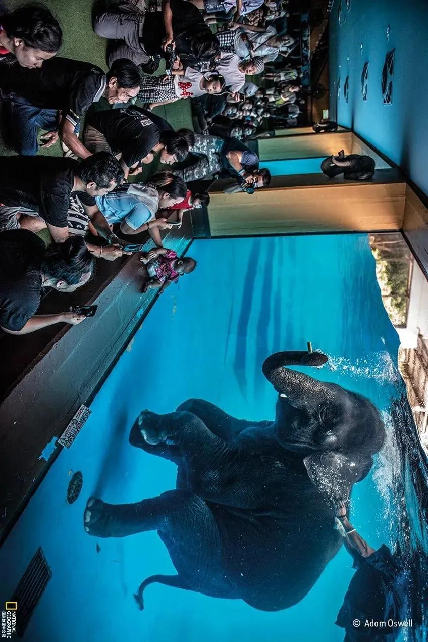 "Disgusting" Elephant Underwater Show...! - iNEWS
