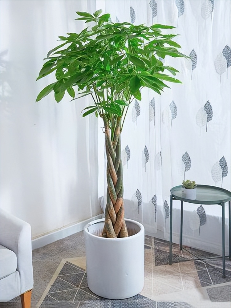 6 kinds of "fortune" flowers are flourishing in summer, the hotter the ...