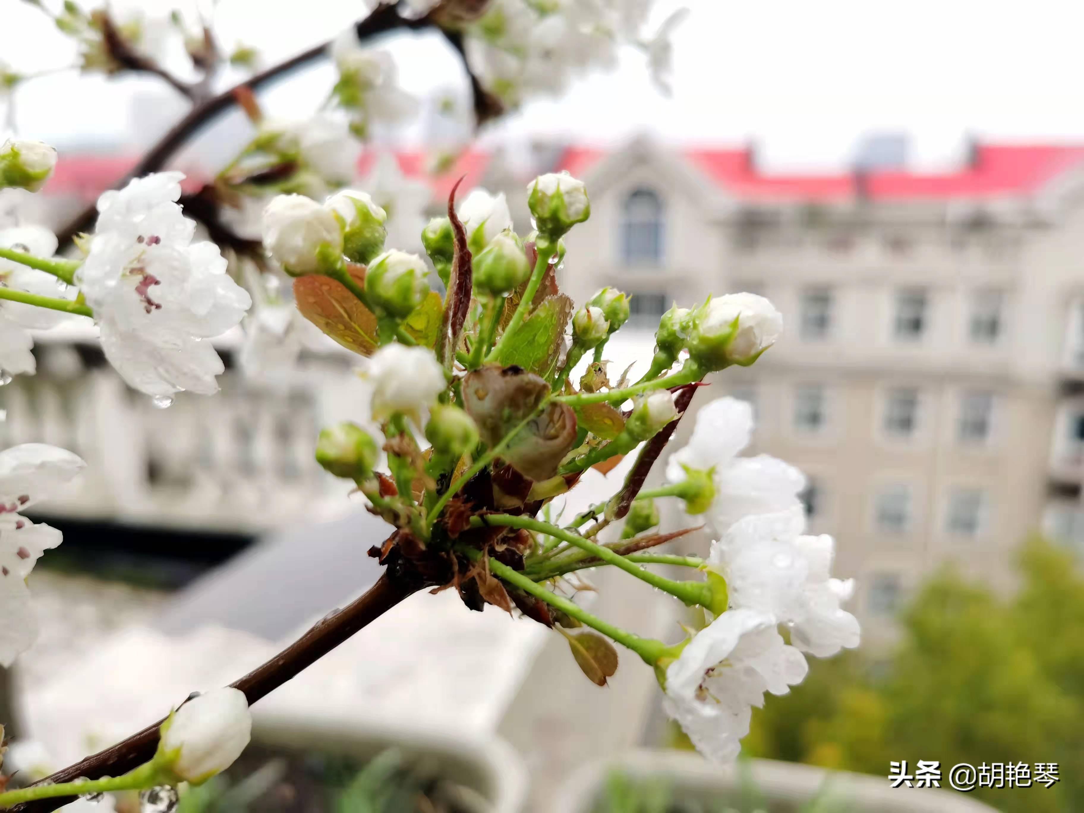 11 Poems: When the pear flowers are stained with spring rain, a cry, a ...