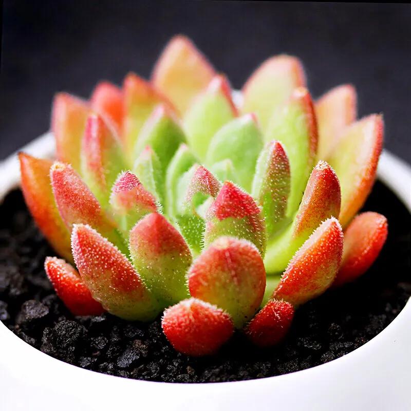 Succulents·Red Lips·Miracle of Spring·Colored Crayons - iNEWS