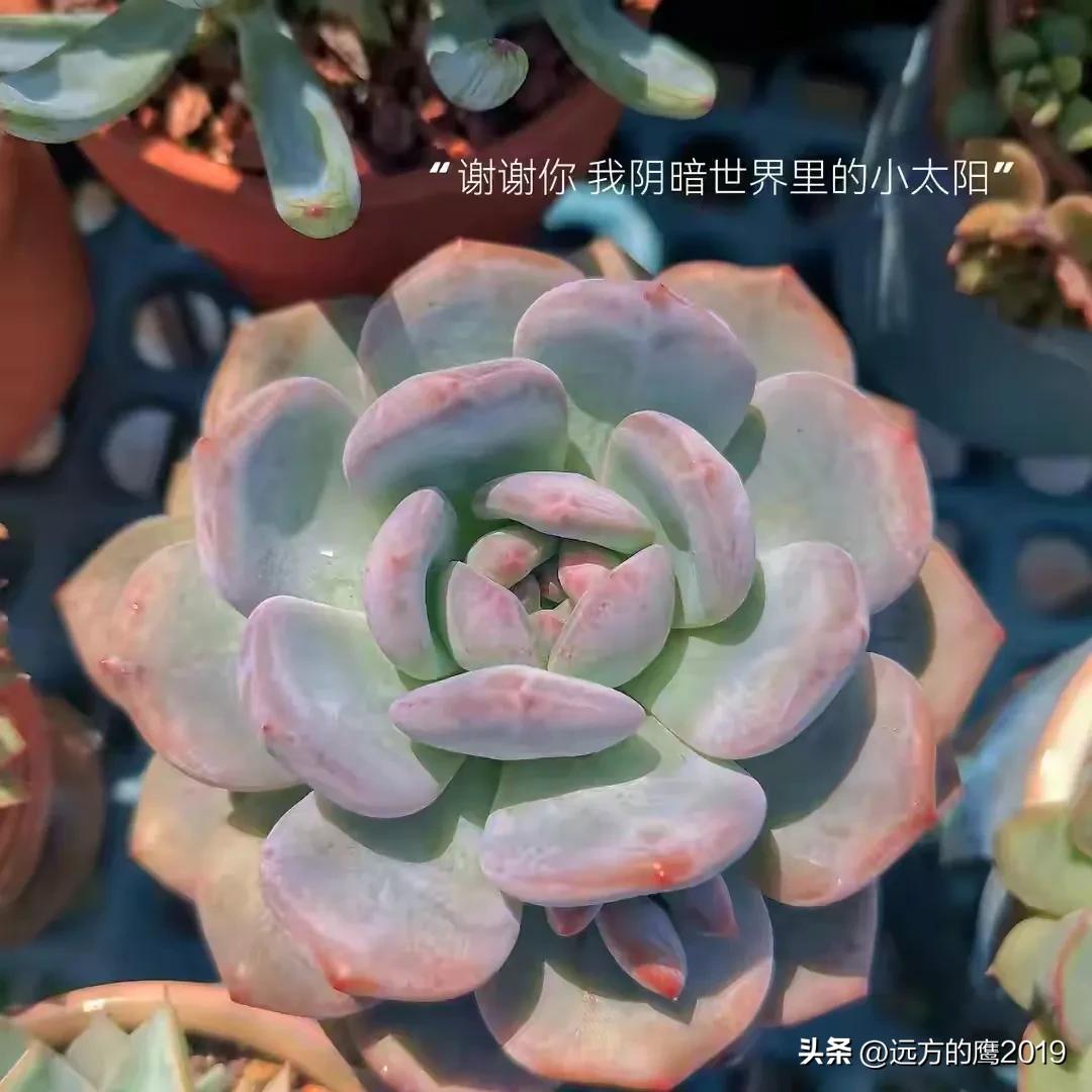 Enter the succulent kingdom and enjoy the infinite excitement of the ...