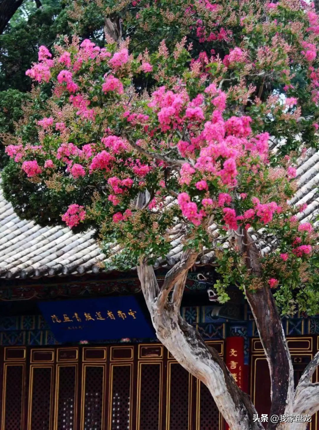 Amazing time! The century-old crape myrtle tree in Heilongtan Park is ...