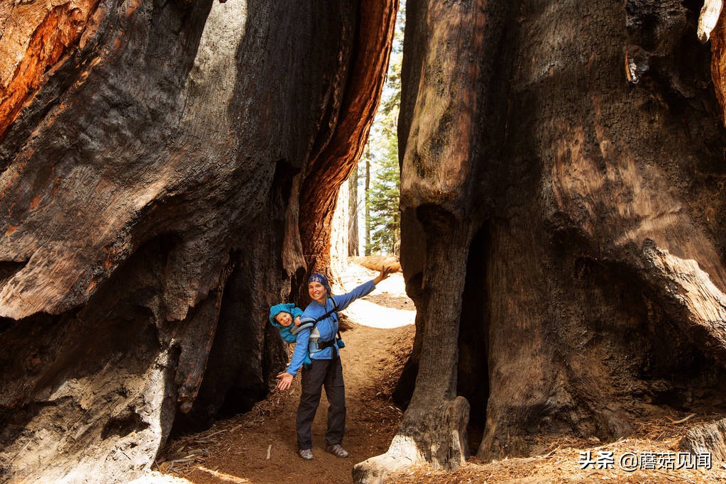 "The 40th largest tree in the world" survived for 3,500 years, the ...