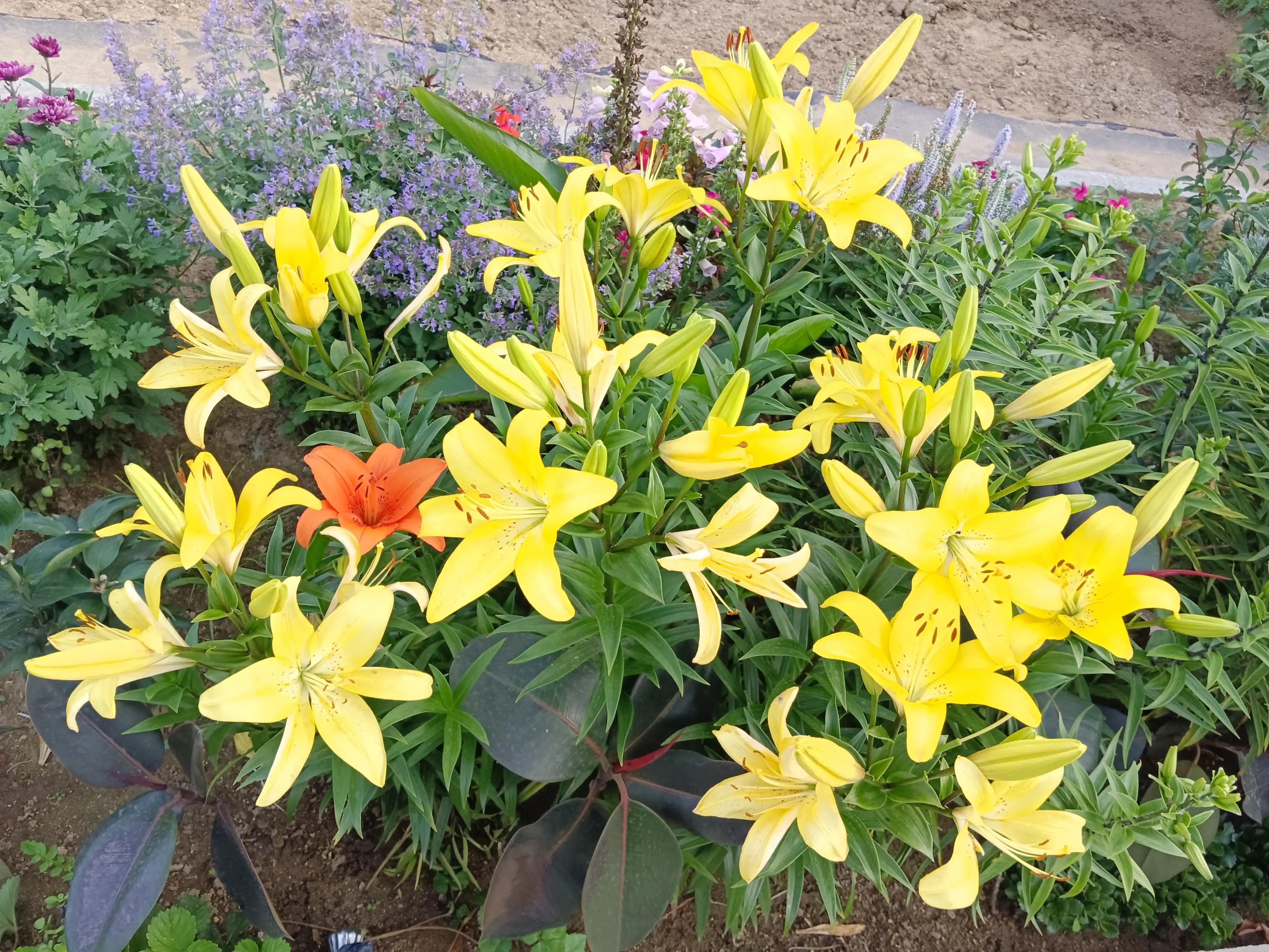 "Spring Breeze" Flying Flower Order - iNEWS