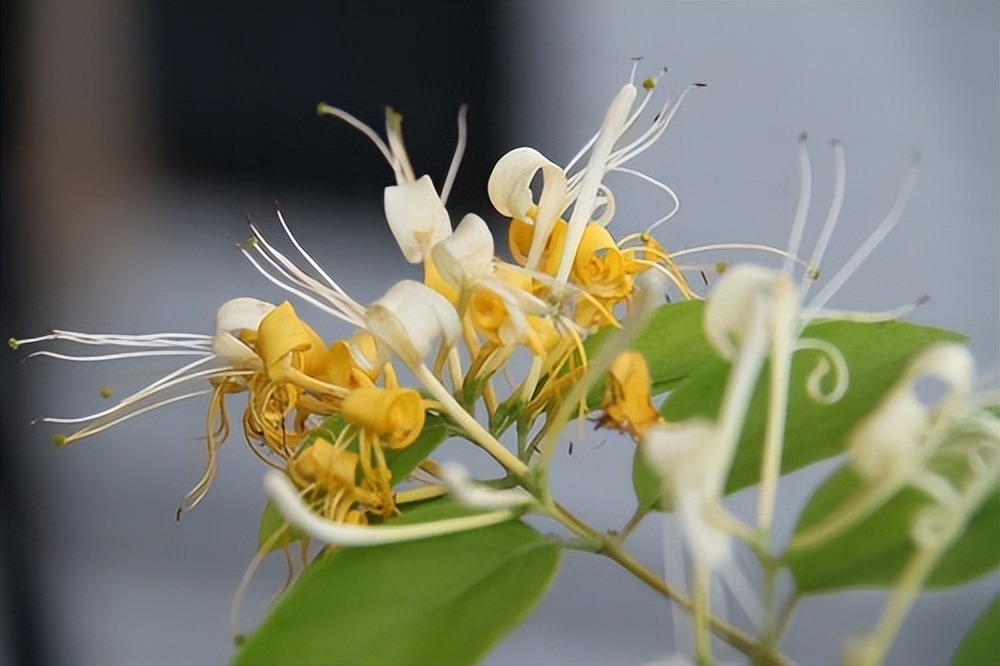 Excavation and Bioinformatics Analysis of Flower Shape Genes of ...