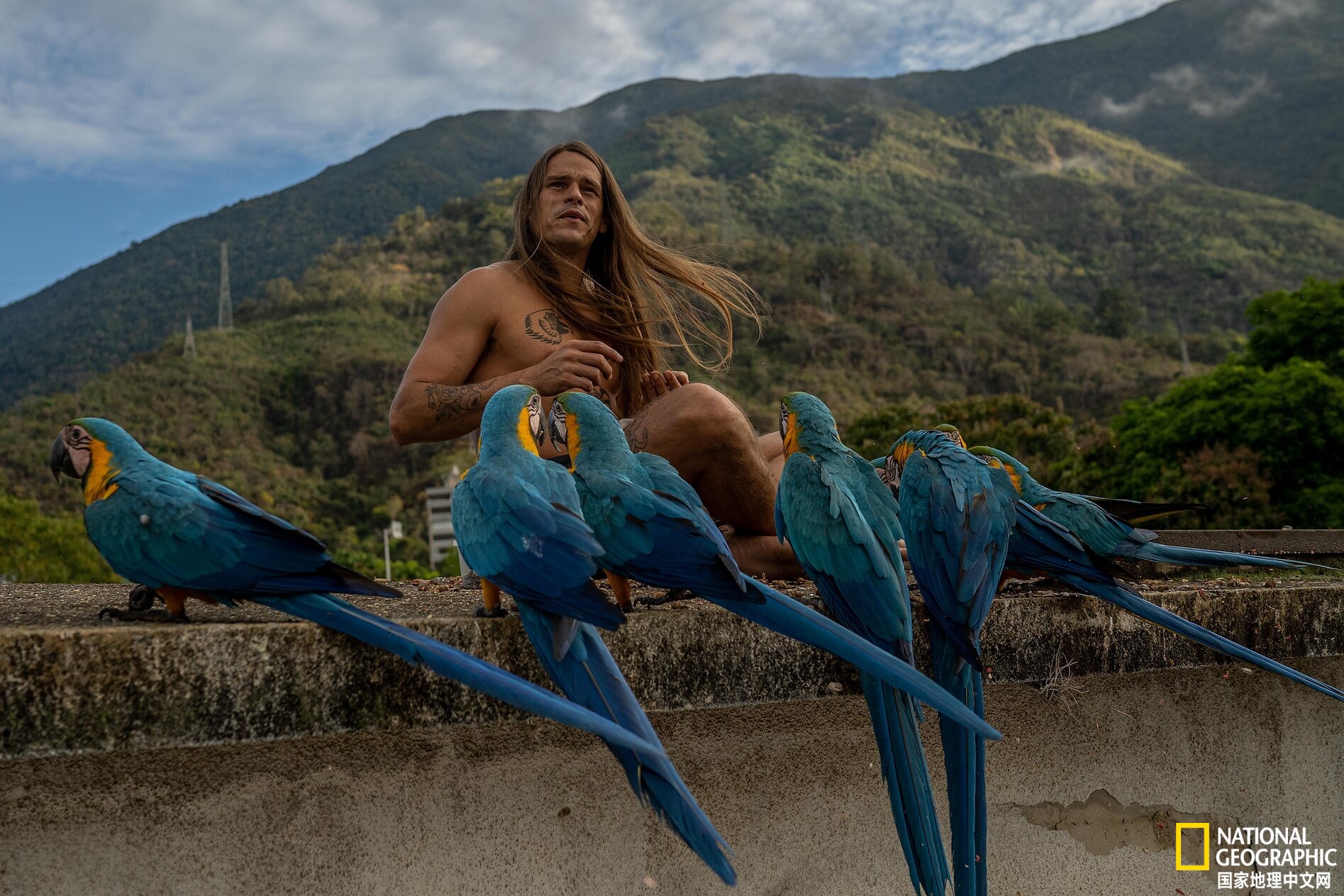 Parrots in Venezuela's capital are "free-range" - iNEWS