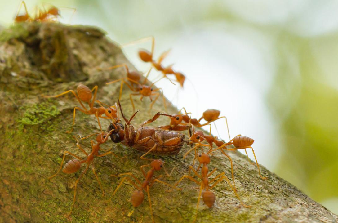 The secret of ants walking in line, the great wisdom learned from ...