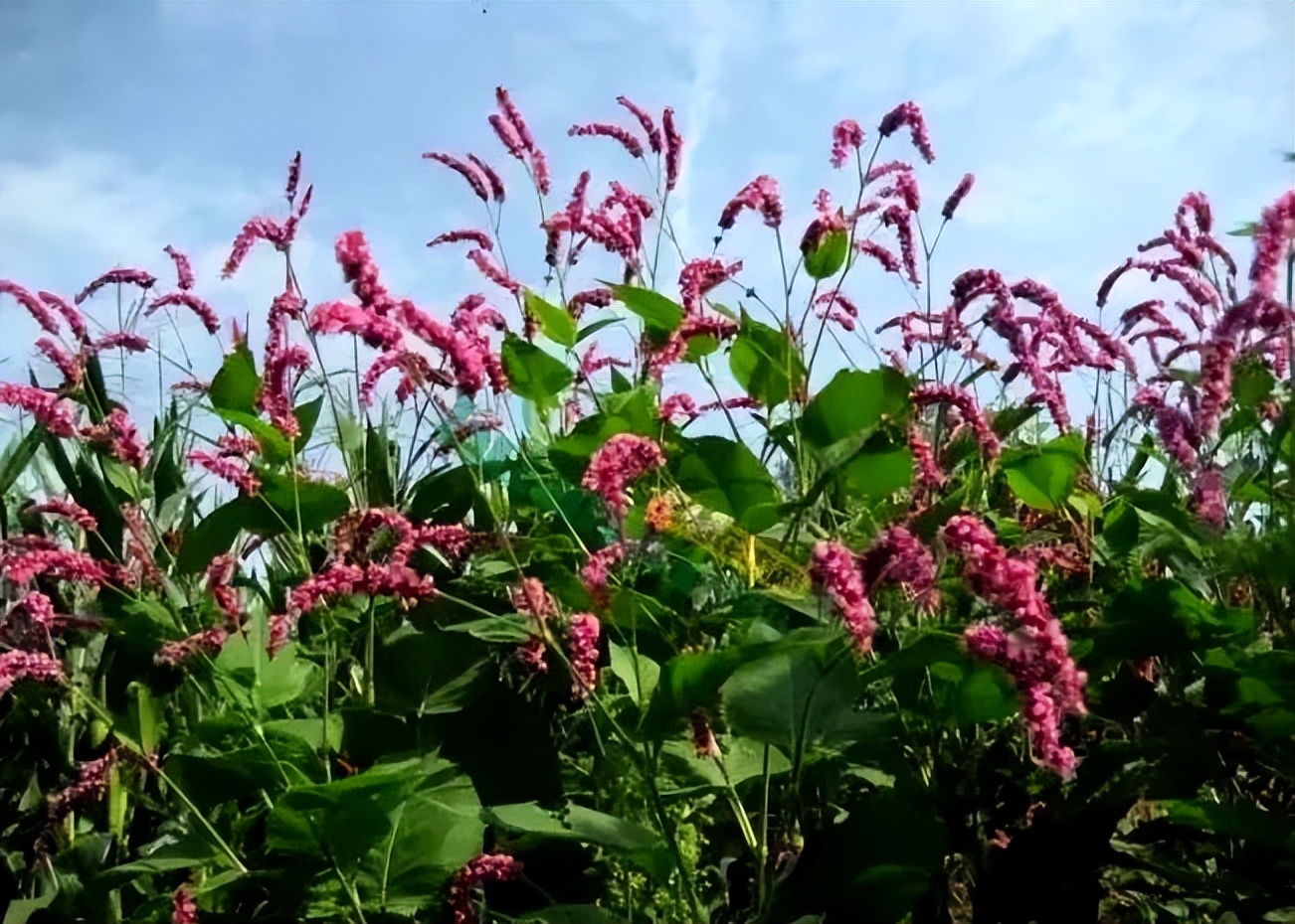 Original prose: Polygonum is not only in poetry, but also in painting ...