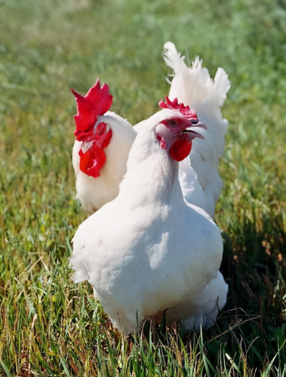 The 5 animals with the shortest mating time in the world, 0.3 seconds ...