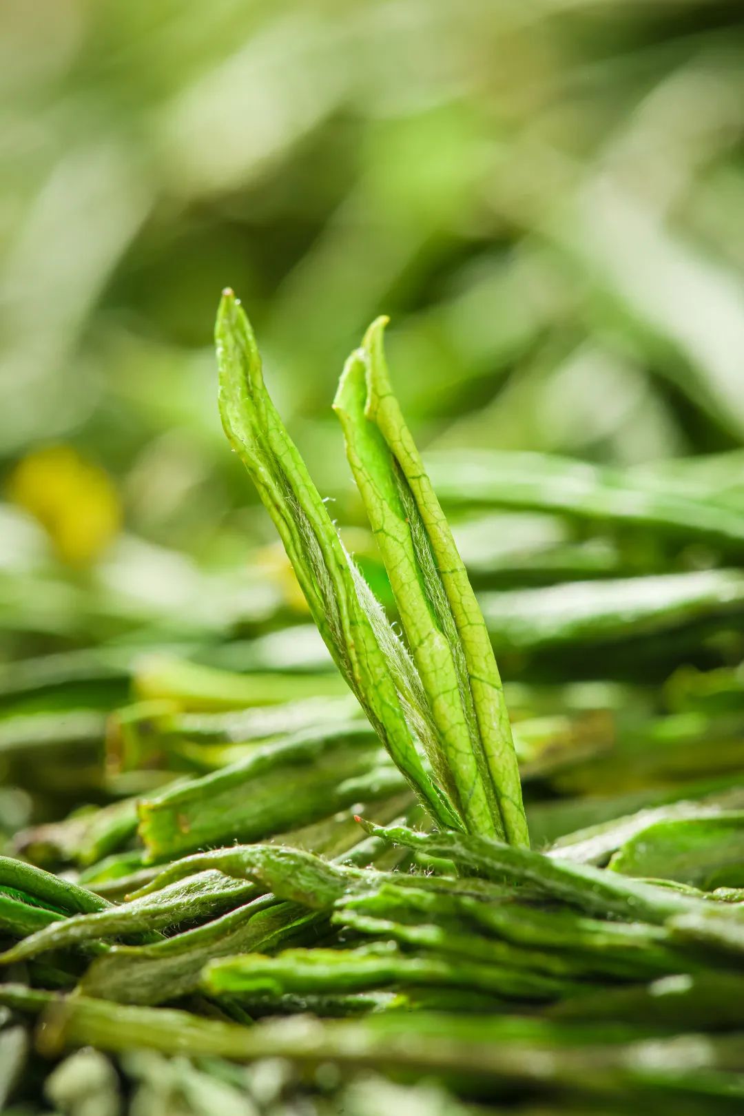 Crab Champion: The pick-up time for the sweet and mellow Anji white tea ...
