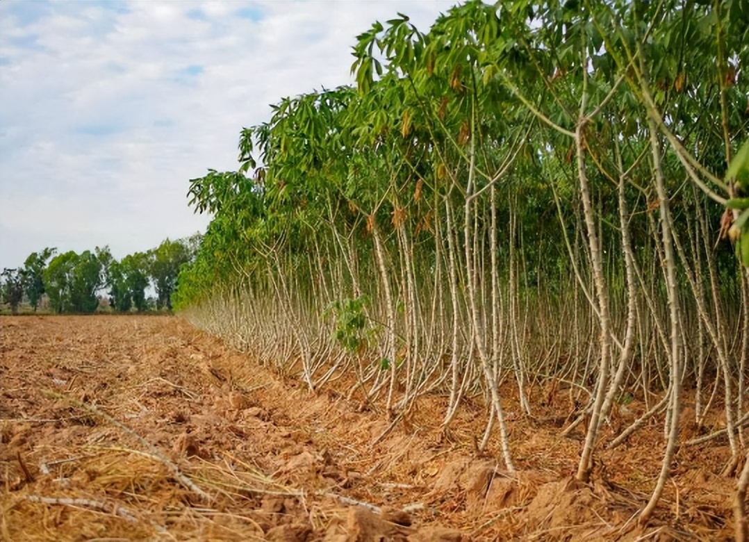 Cassava: a "poison" from the Euphorbiaceae family, the roots are eaten ...